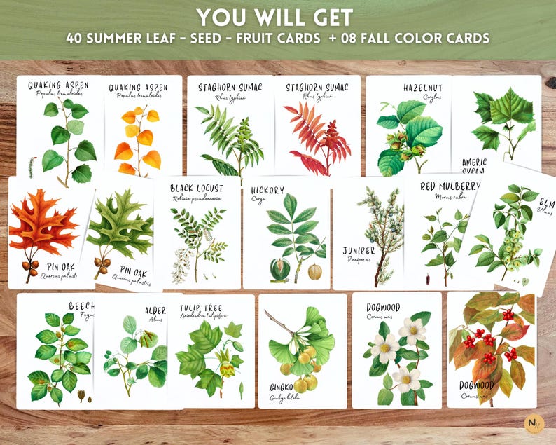 Tree Identification Flash Cards: Leaves, Nuts, Seeds, Fall Leaf Cards ...