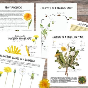 DANDELION Unit Study,spring Activity,plant Anatomy,flower Unit ...