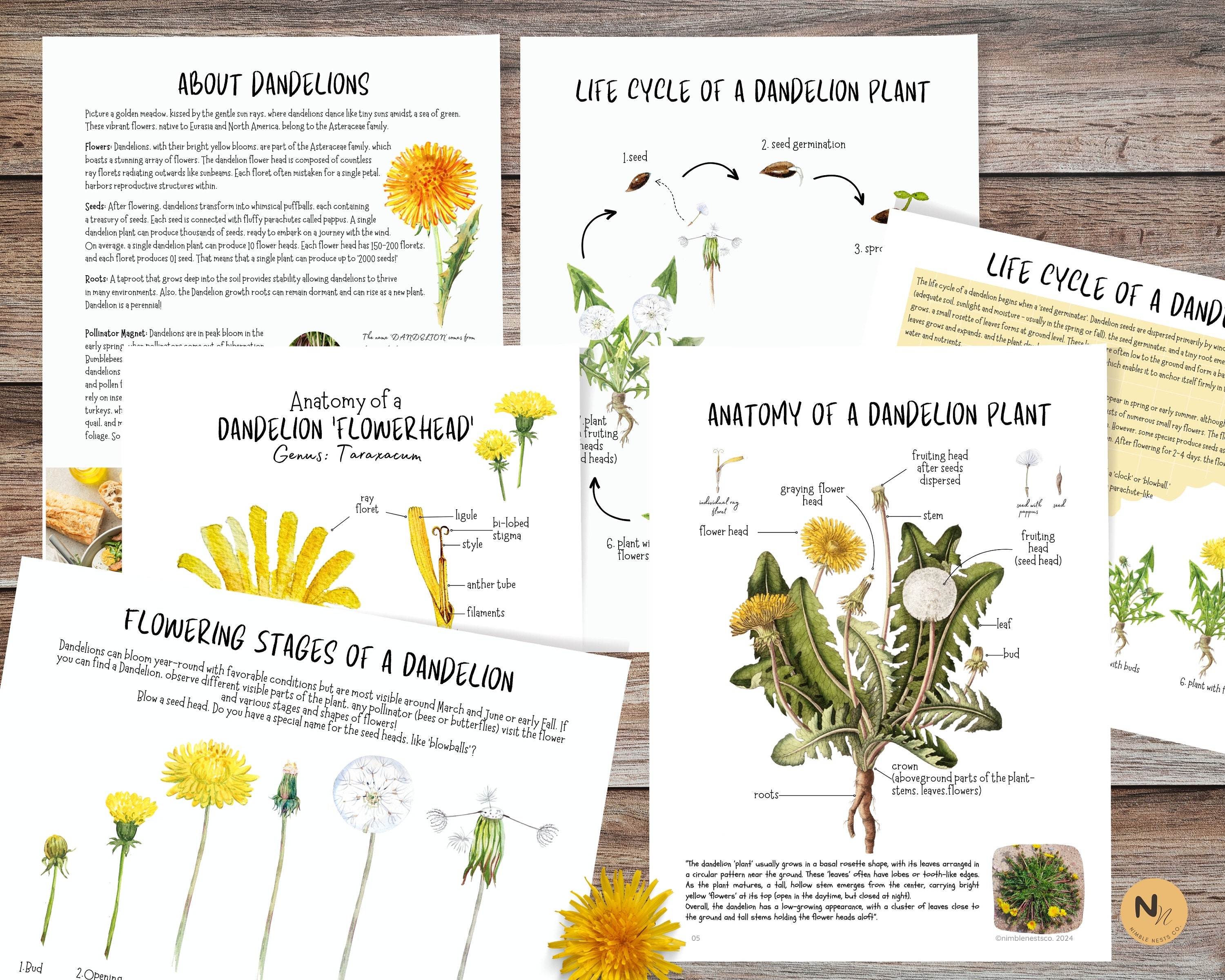 DANDELION Unit Study,spring Activity,plant Anatomy,flower Unit ...