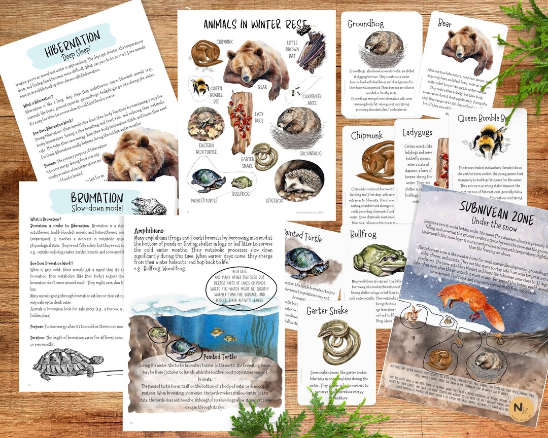 Hibernation Mini Pack,charlotte Mason Winter Nature Unit Study,animals ...