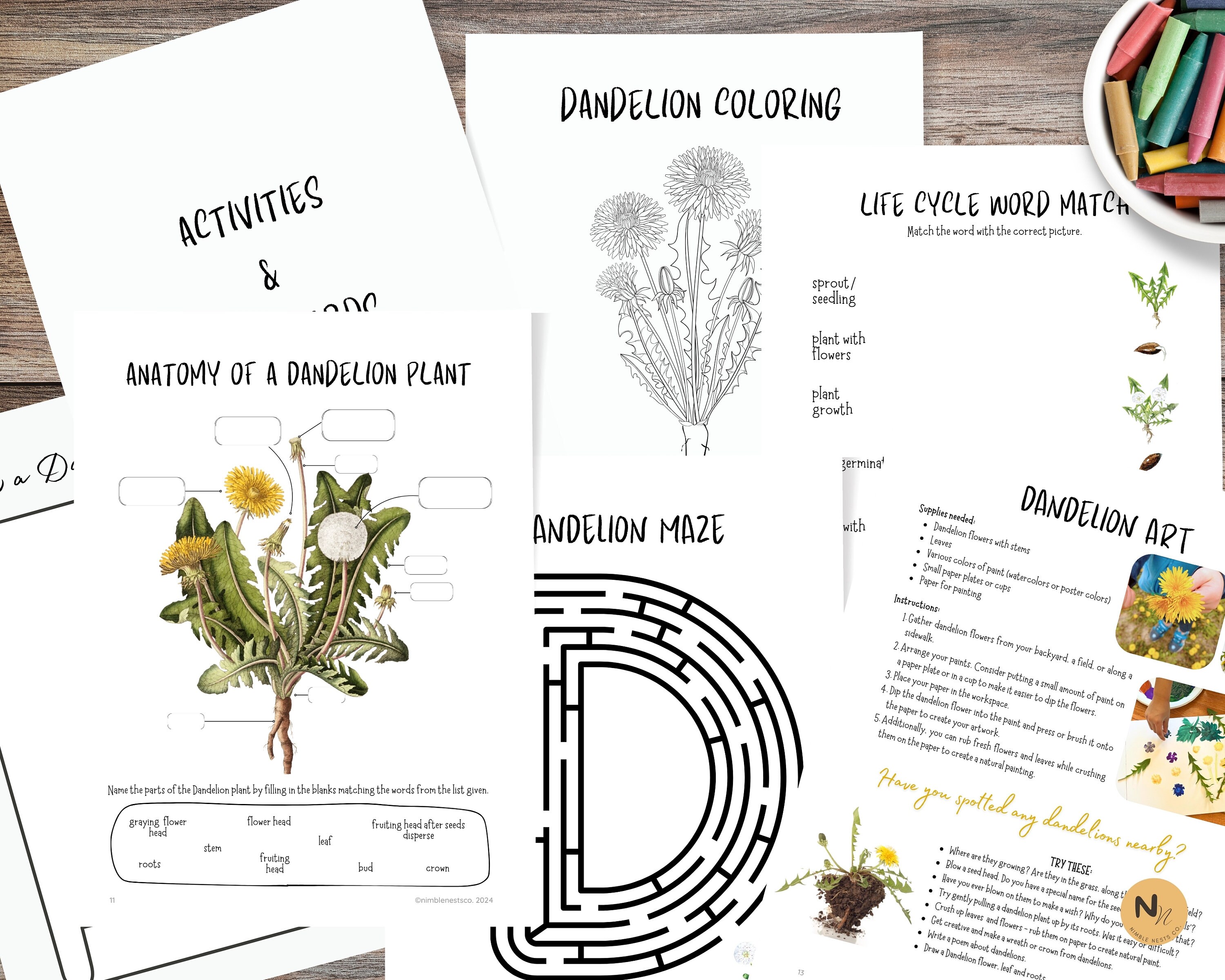 DANDELION Unit Study,spring Activity,plant Anatomy,flower Unit ...