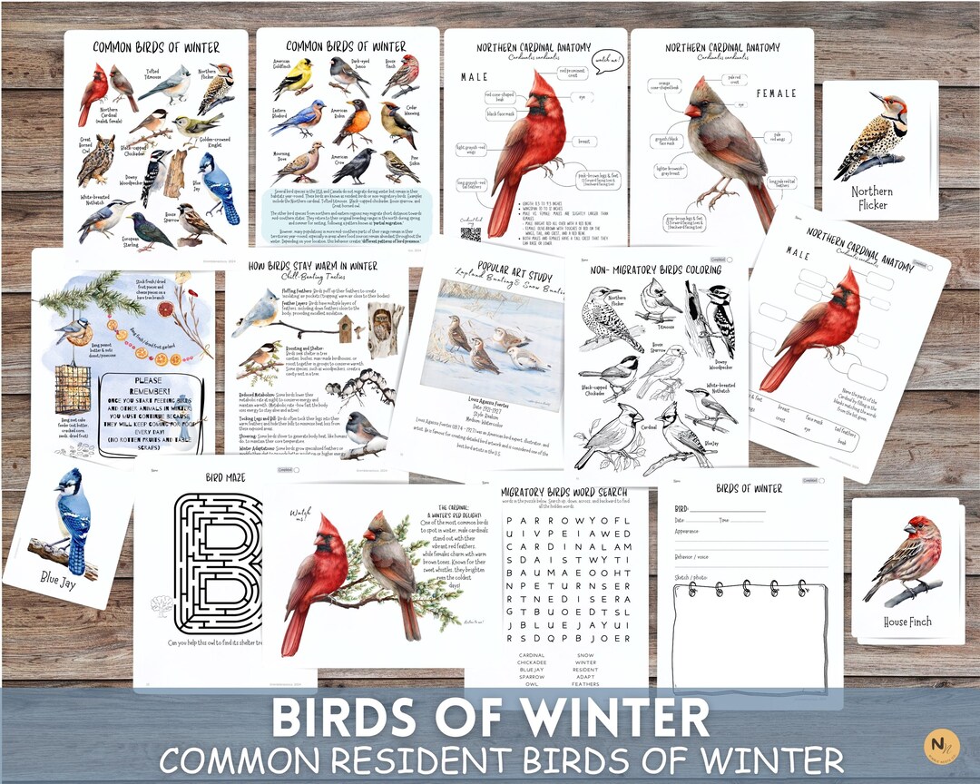 Winter Birds Flashcards: Backyard Study, Homeschool Printable (PDF) - Etsy