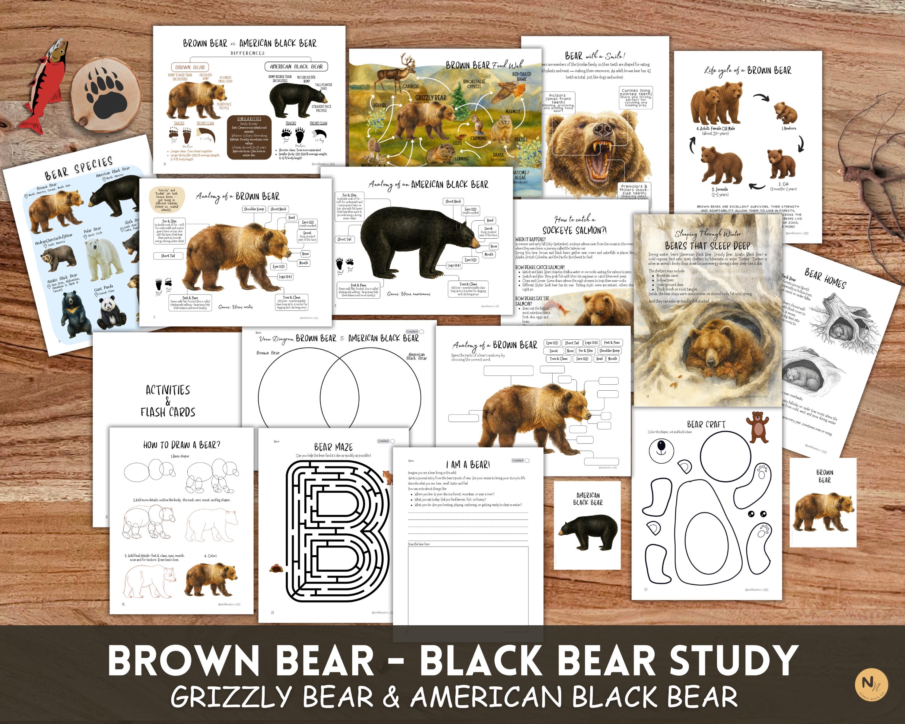 Grizzly Bear and Black Bear Mini Unit: Bear Anatomy & Lifecycle, Bear ...