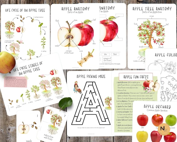Ciclo De Vida De Una Manzana Para Imprimir Pdf Welcome To Preschool!