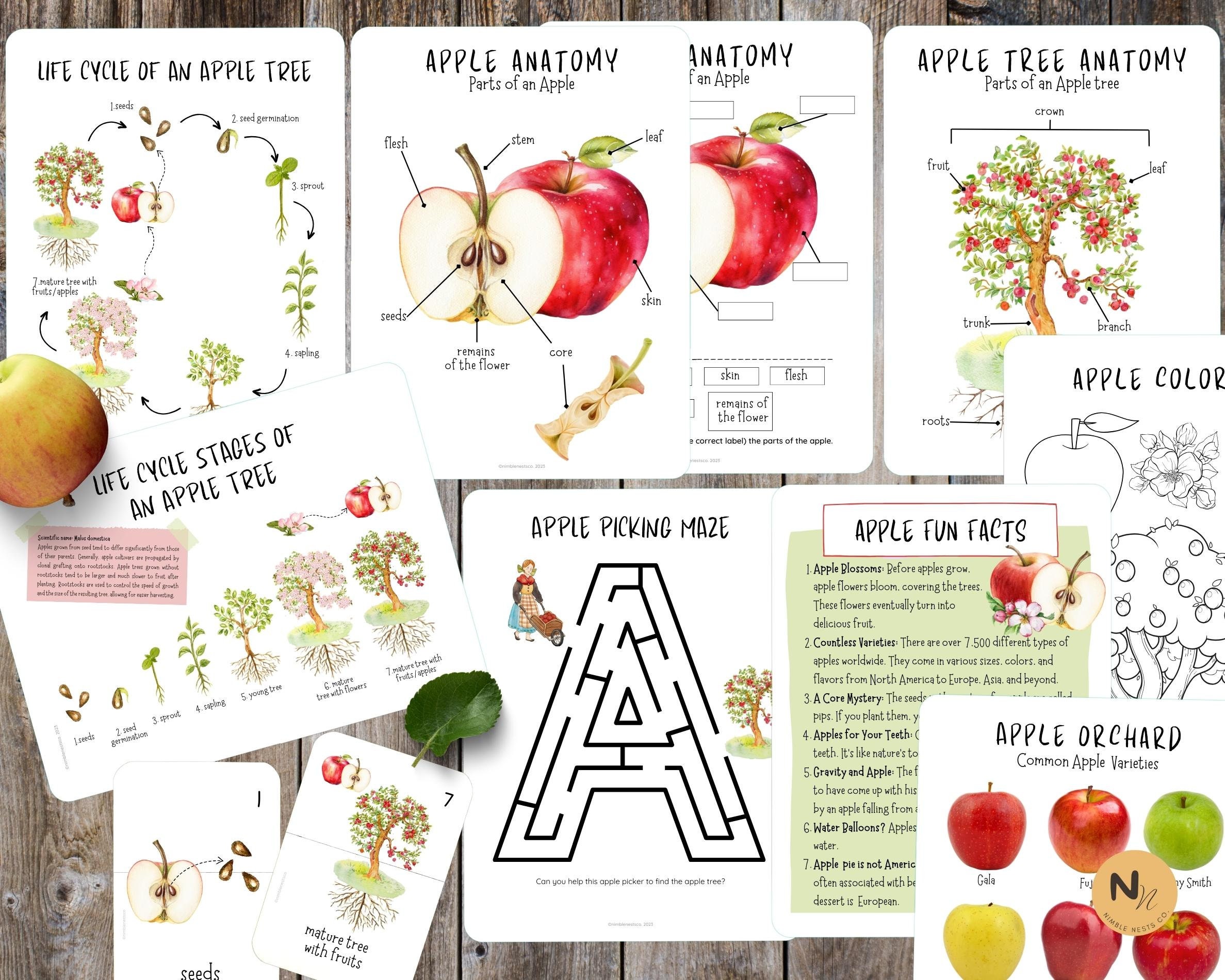 Apple Anatomy, Apple Tree Life Cycle, Apple Mini Study, Fall Activity ...