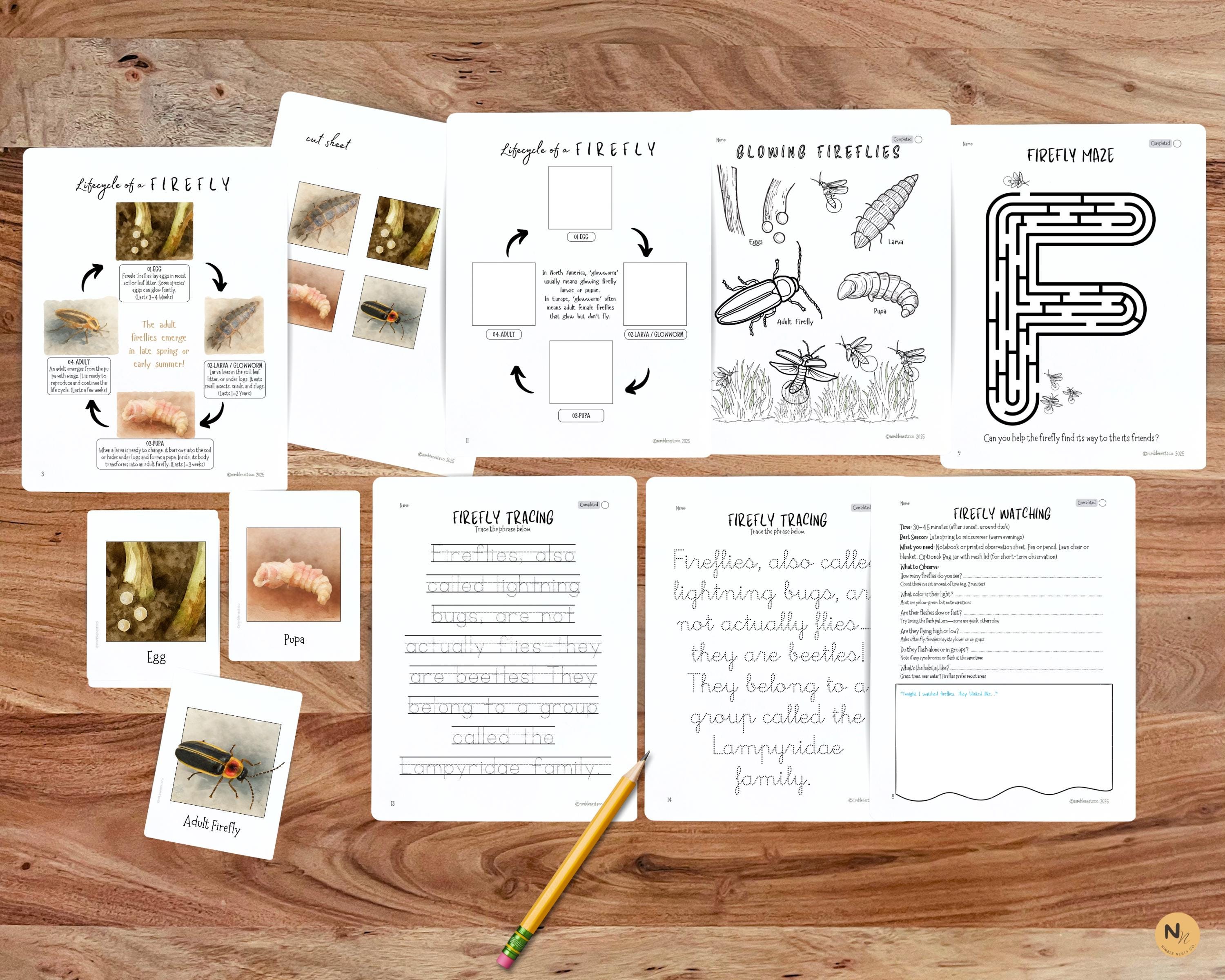 Firefly Unit Study: Anatomy, Lifecycle & Art (PDF Download) - Etsy
