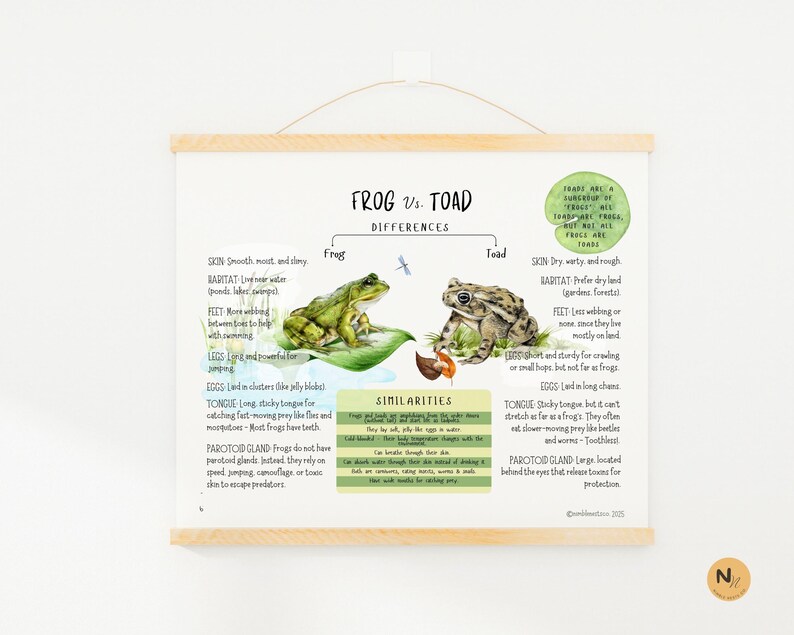 Ciclo de vida y anatomía de la rana, Anatomía del sapo, Póster de ranas ...