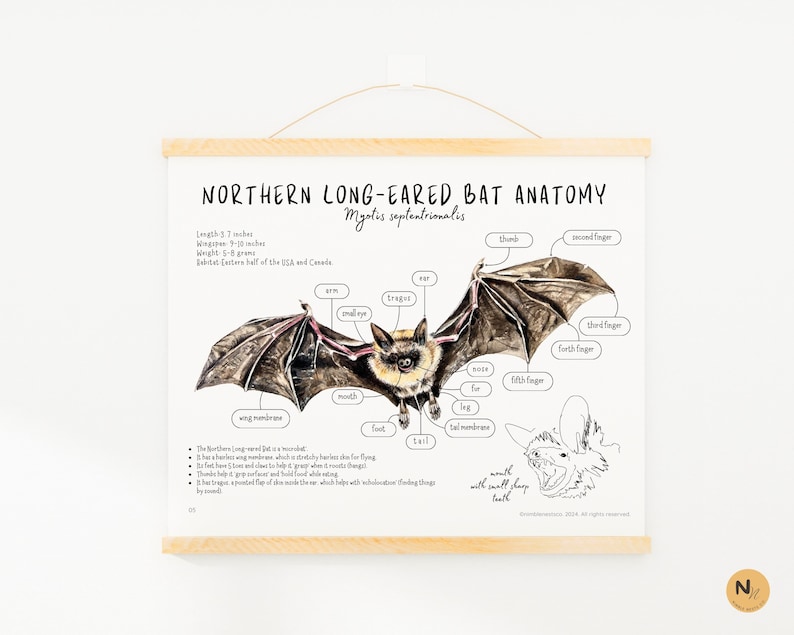 BAT Unit Study, Bat Anatomy Life Cycle,fall Unit,homeschool Fall Nature ...