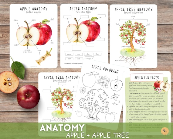 Anatomía De Una Manzana Beneficios Nutricionales De La Manzana