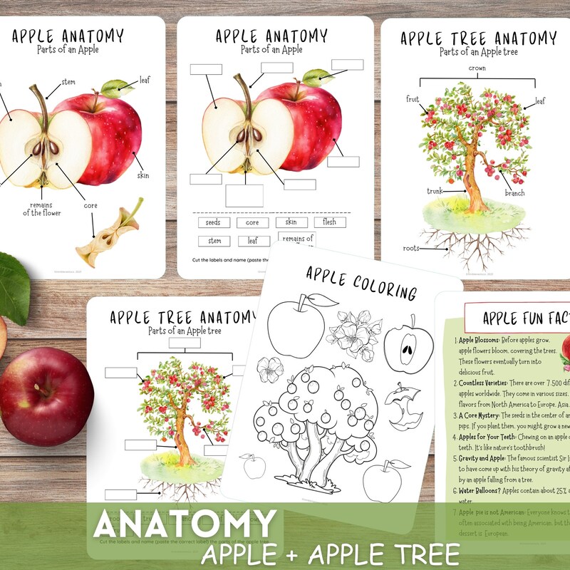 Apple Tree Clipart - Etsy