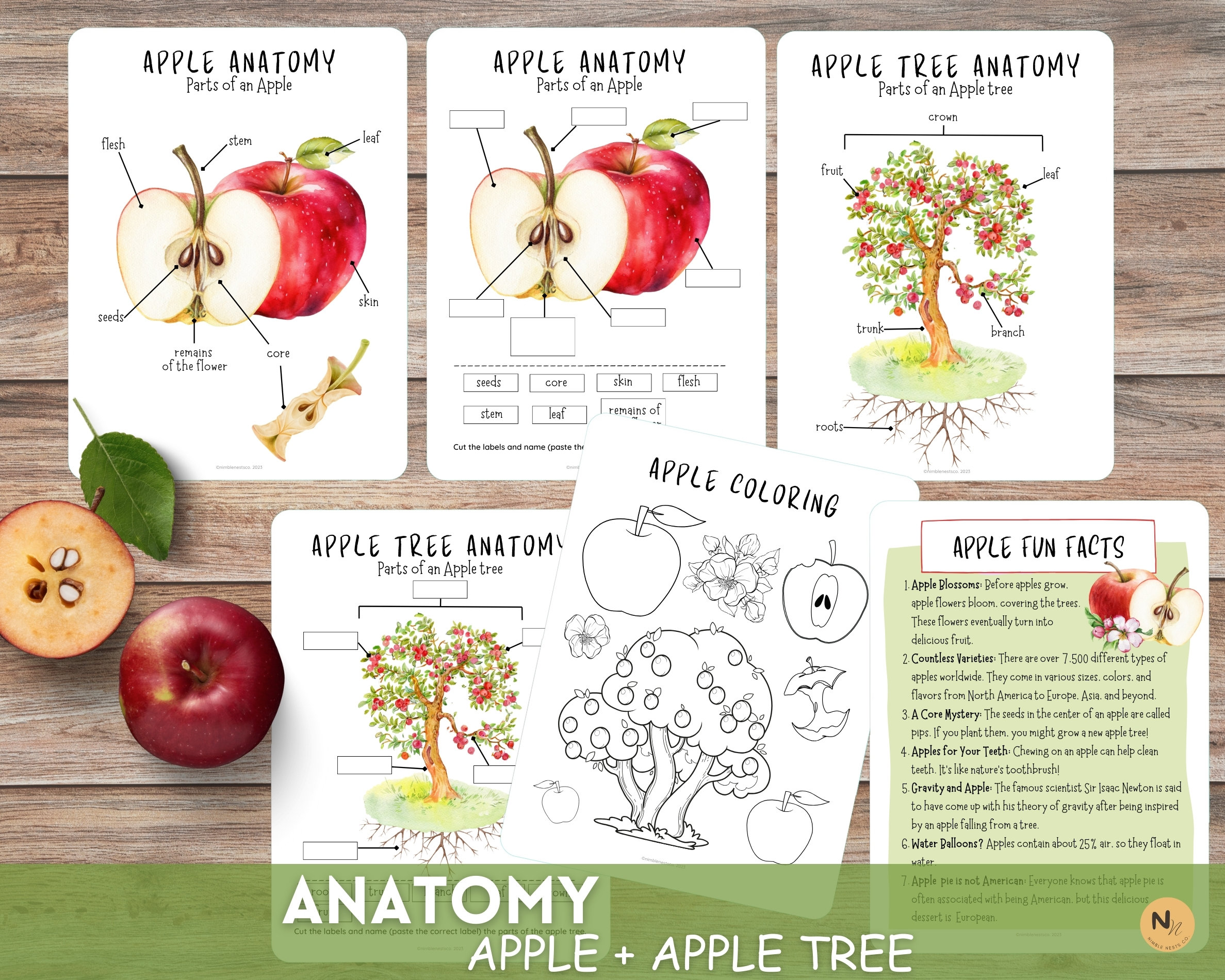 Apple Anatomy, Parts of an APPLE, Apple Mini Study, Fall Activity for ...