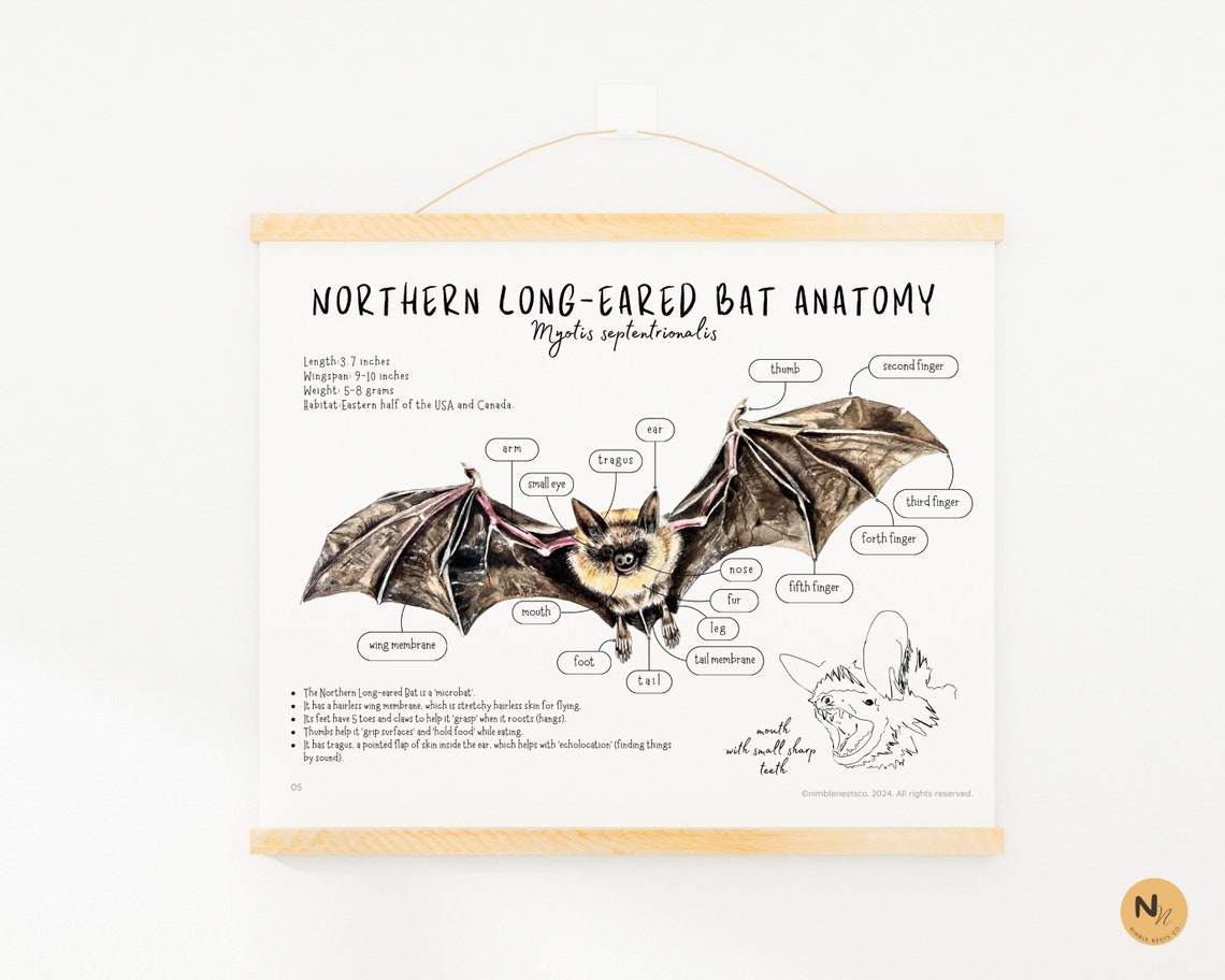 Bats Mini Study,bat Life Cycle,bat Anatomy,mammal Study,homeschool Fall ...
