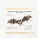 Bats Mini Study,bat Life Cycle,bat Anatomy,mammal Study,homeschool Fall ...