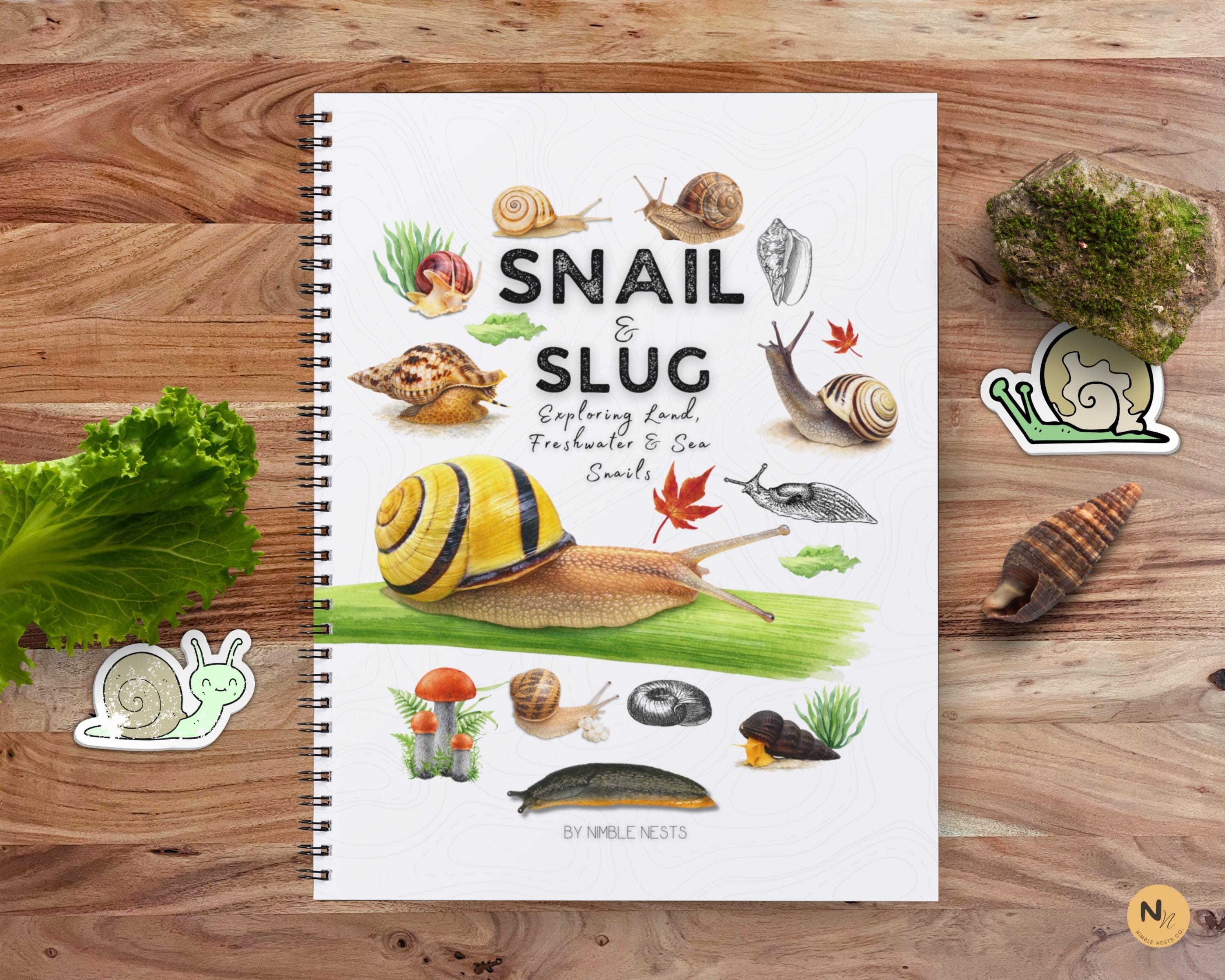Snail & Slug Unit: Snail Anatomy and Lifecycle, Mollusk Unit Study ...