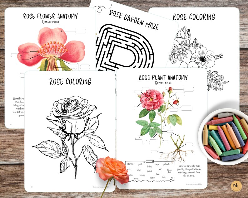 Rose Mini Unit Study,rose Anatomy,rose Nature Study, Spring Flower ...
