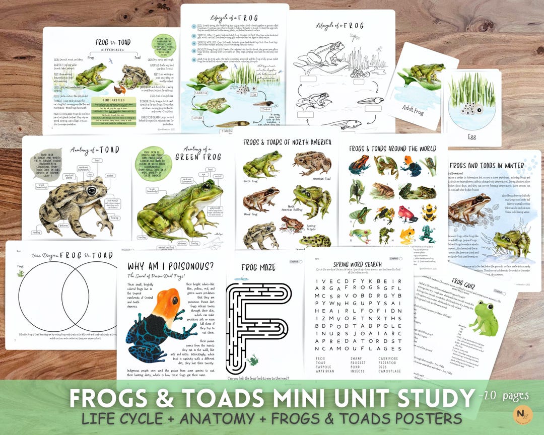 Frog & Toad Nature Study: Life Cycle, Anatomy (PDF) - Etsy