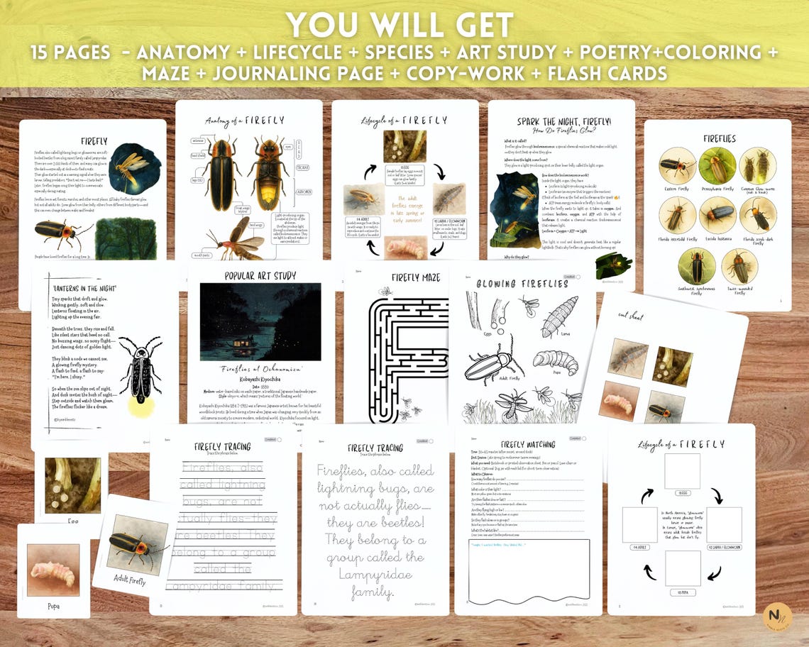 Firefly Unit Study: Anatomy, Lifecycle & Art (PDF Download) - Etsy