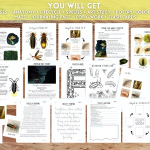 Firefly Unit Study: Anatomy, Lifecycle & Art (PDF Download) - Etsy