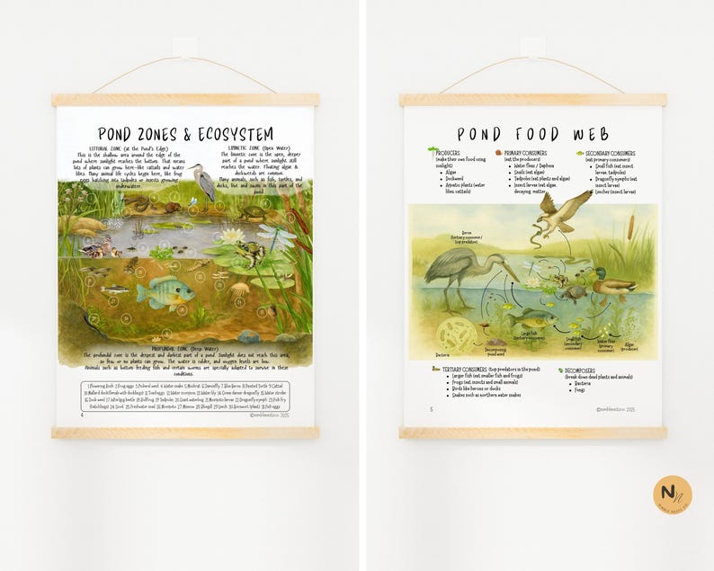 Pond Life Cycle Unit Study: Homeschool Nature Science (PDF) - Etsy