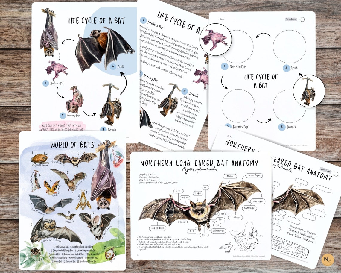 Bats Mini Study,bat Life Cycle,bat Anatomy,mammal Study,homeschool Fall ...