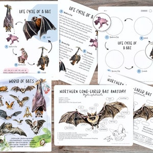 Bats Mini Study,bat Life Cycle,bat Anatomy,mammal Study,homeschool Fall ...