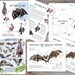 Bats Mini Study,bat Life Cycle,bat Anatomy,mammal Study,homeschool Fall ...