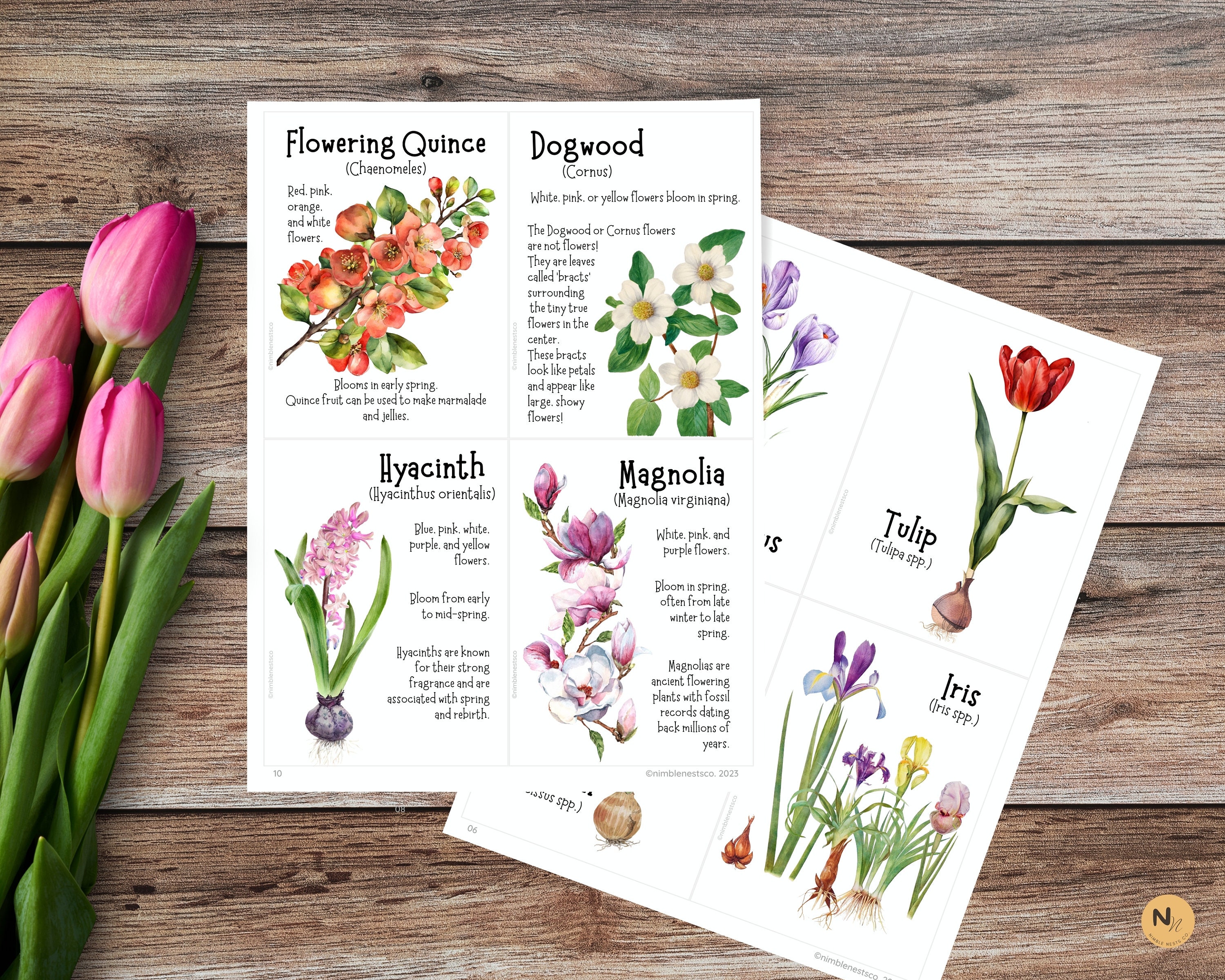 Spring Flower Cards,spring Nature Study,homeschooling Spring Study,flowers Flash Card,charlotte ...