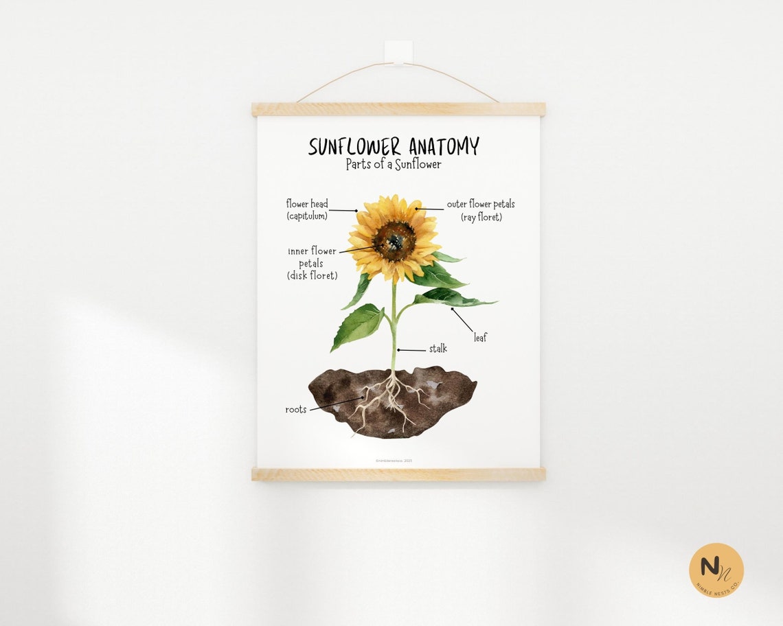 SUNFLOWER Anatomy, Parts of a Sunflower, Sunflower Mini Study, Fall ...