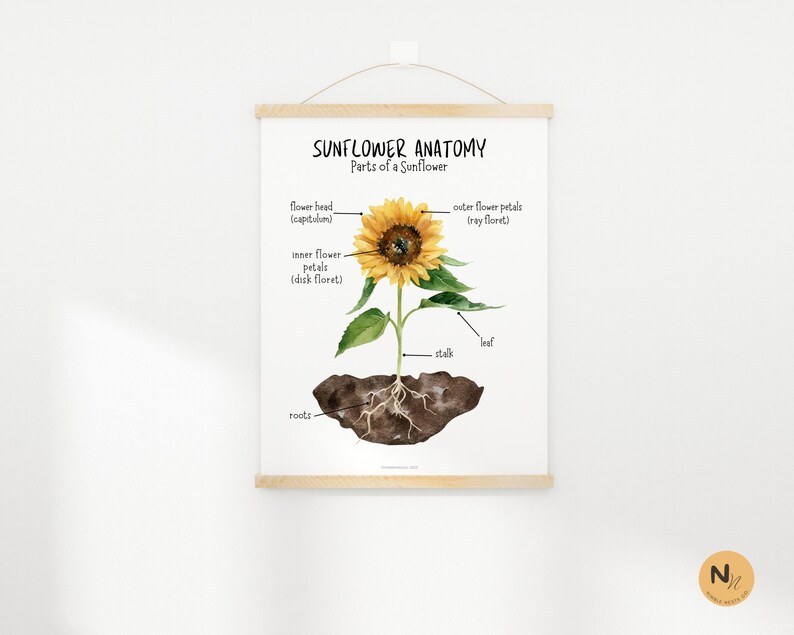 SUNFLOWER Anatomy, Parts of a Sunflower, Sunflower Mini Study, Fall ...