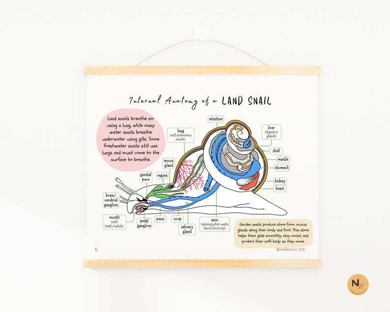 Snail & Slug Unit: Snail Anatomy and Lifecycle, Mollusk Unit Study ...