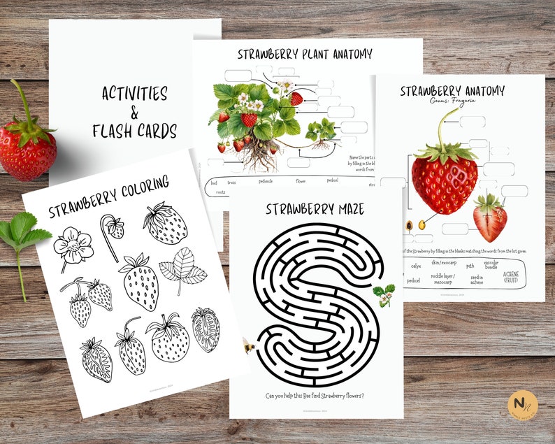 Strawberry MINI Study, Strawberry Life Cycle, Strawberry Anatomy ...