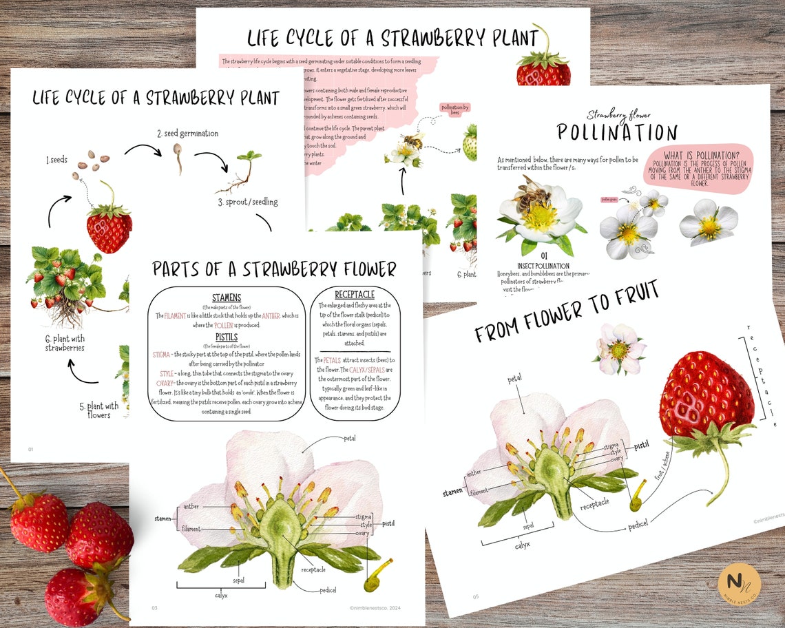 Strawberry Unit Study, Strawberry Anatomy, Strawberry Life Cycle,spring ...