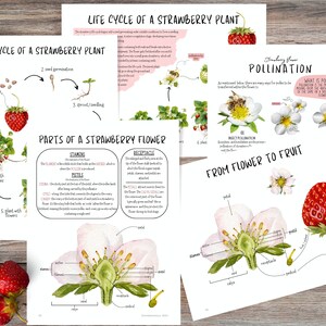 Strawberry Unit Study, Strawberry Anatomy, Strawberry Life Cycle,spring ...
