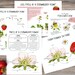 Strawberry Unit Study, Strawberry Anatomy, Strawberry Life Cycle,spring ...