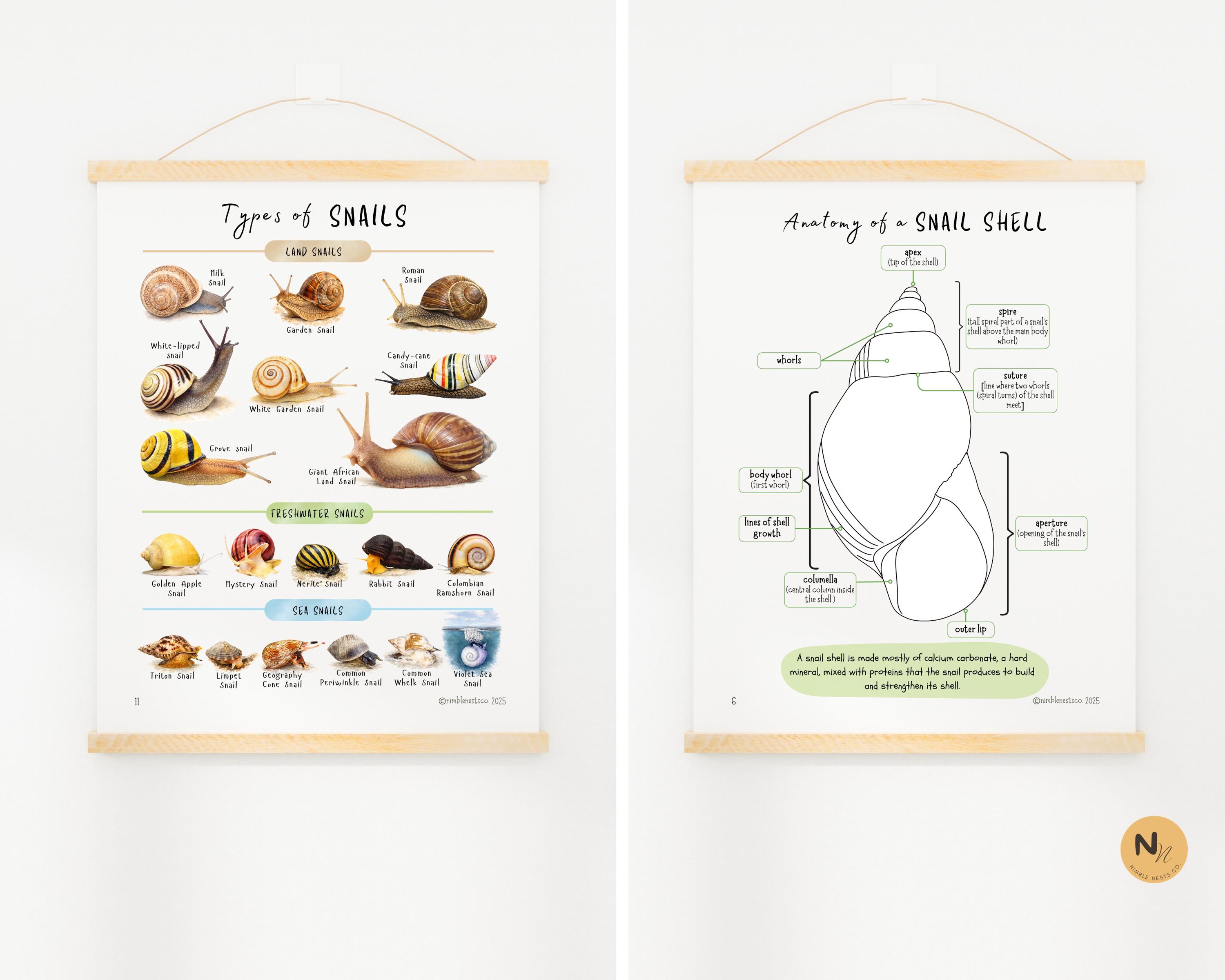 Snail & Slug Unit: Snail Anatomy and Lifecycle, Mollusk Unit Study ...