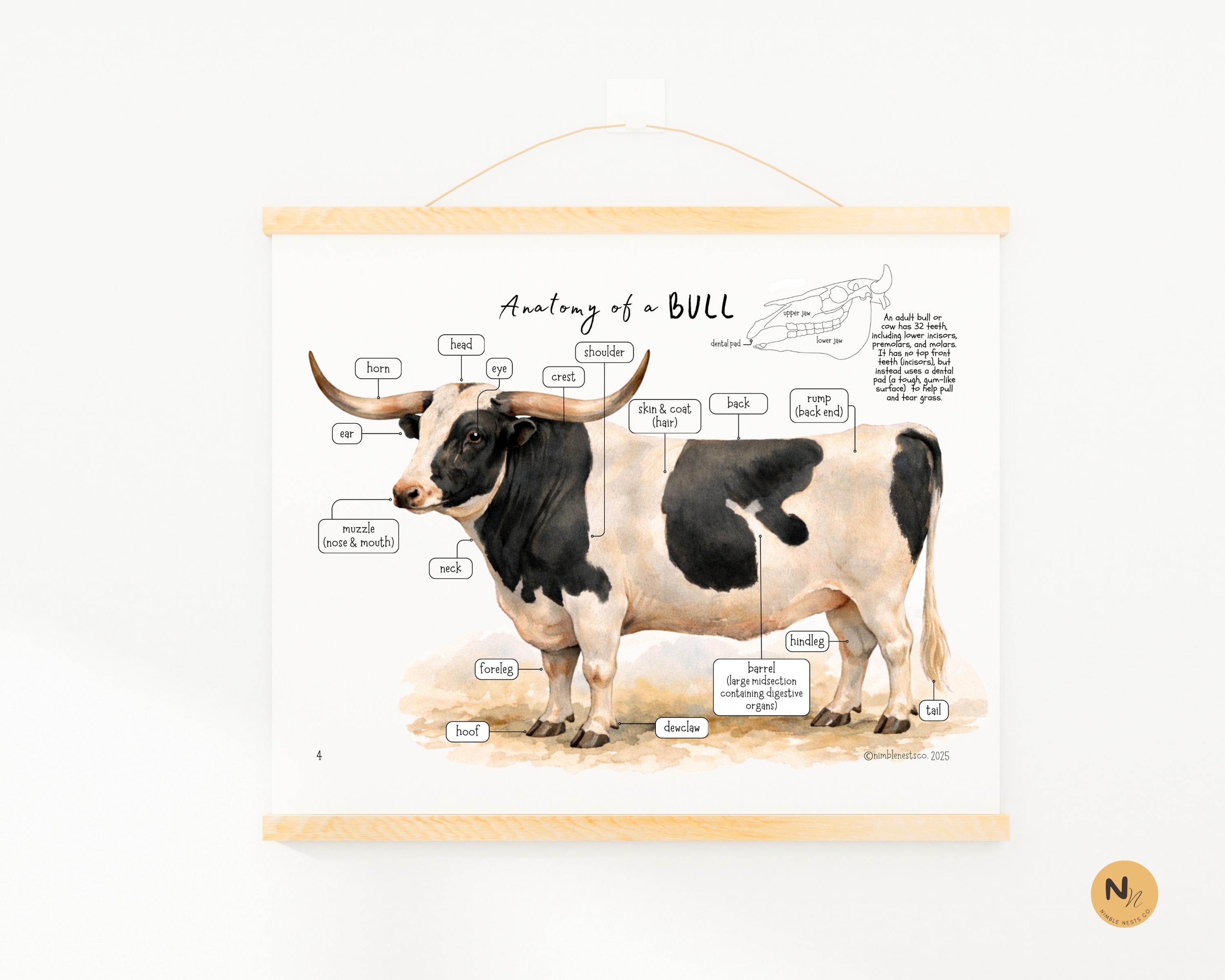 Farm Animals Unit Study PDF: Printable Farm Animal Life Cycles, Anatomy ...
