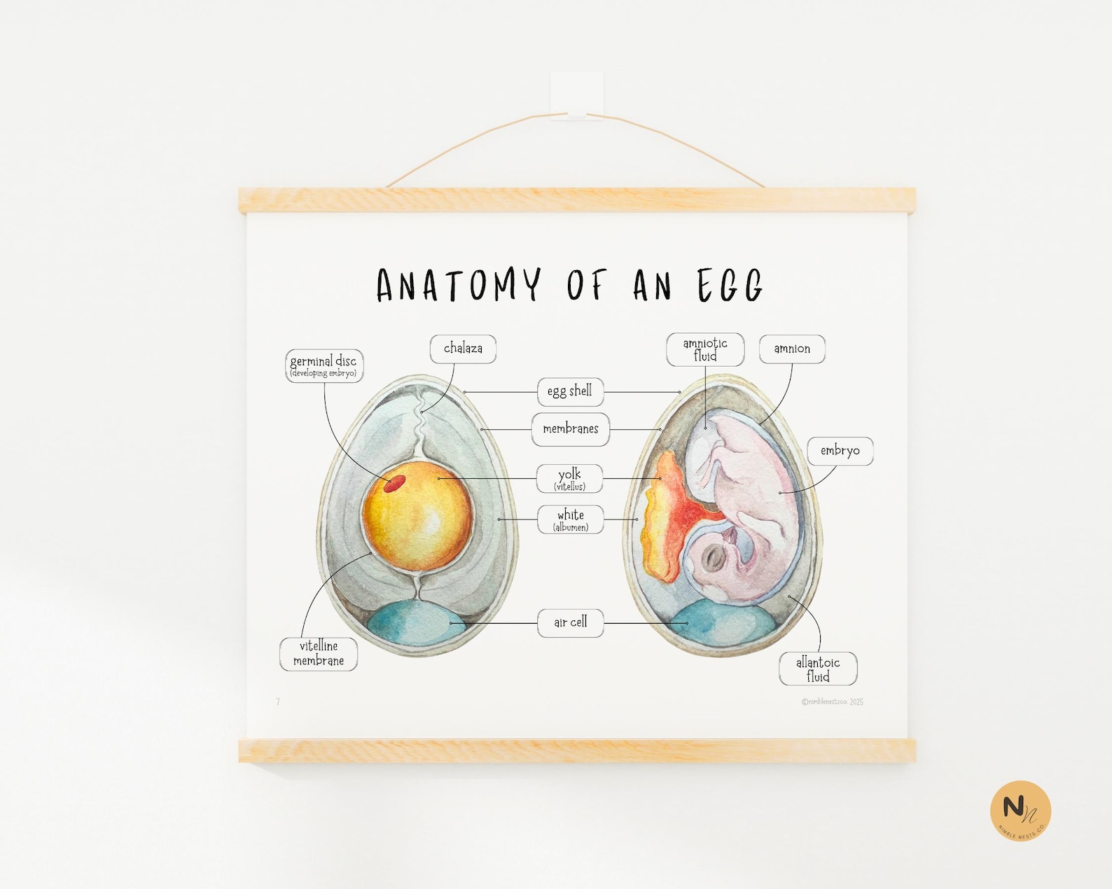 Bird Unit Study: Anatomy, Life Cycle, Backyard Birds (PDF) - Etsy