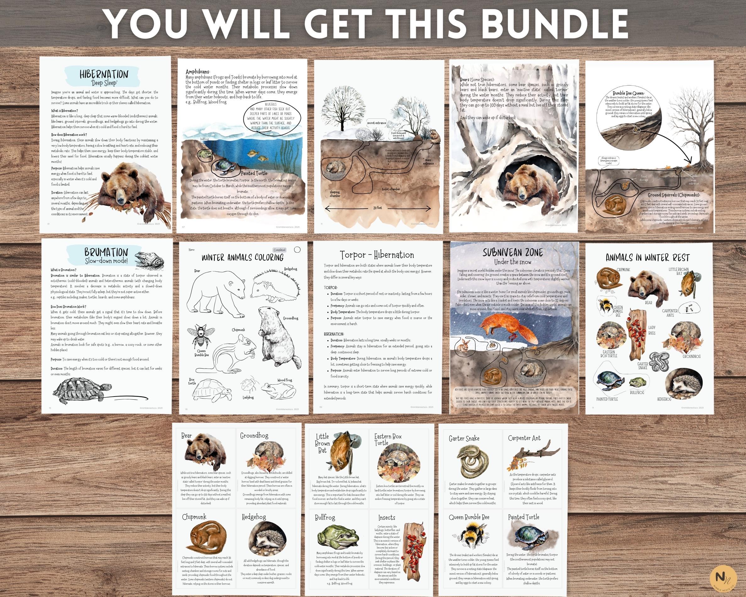 Hibernation MINI Pack, Winter Sleep Animals, Homeschool Winter ...