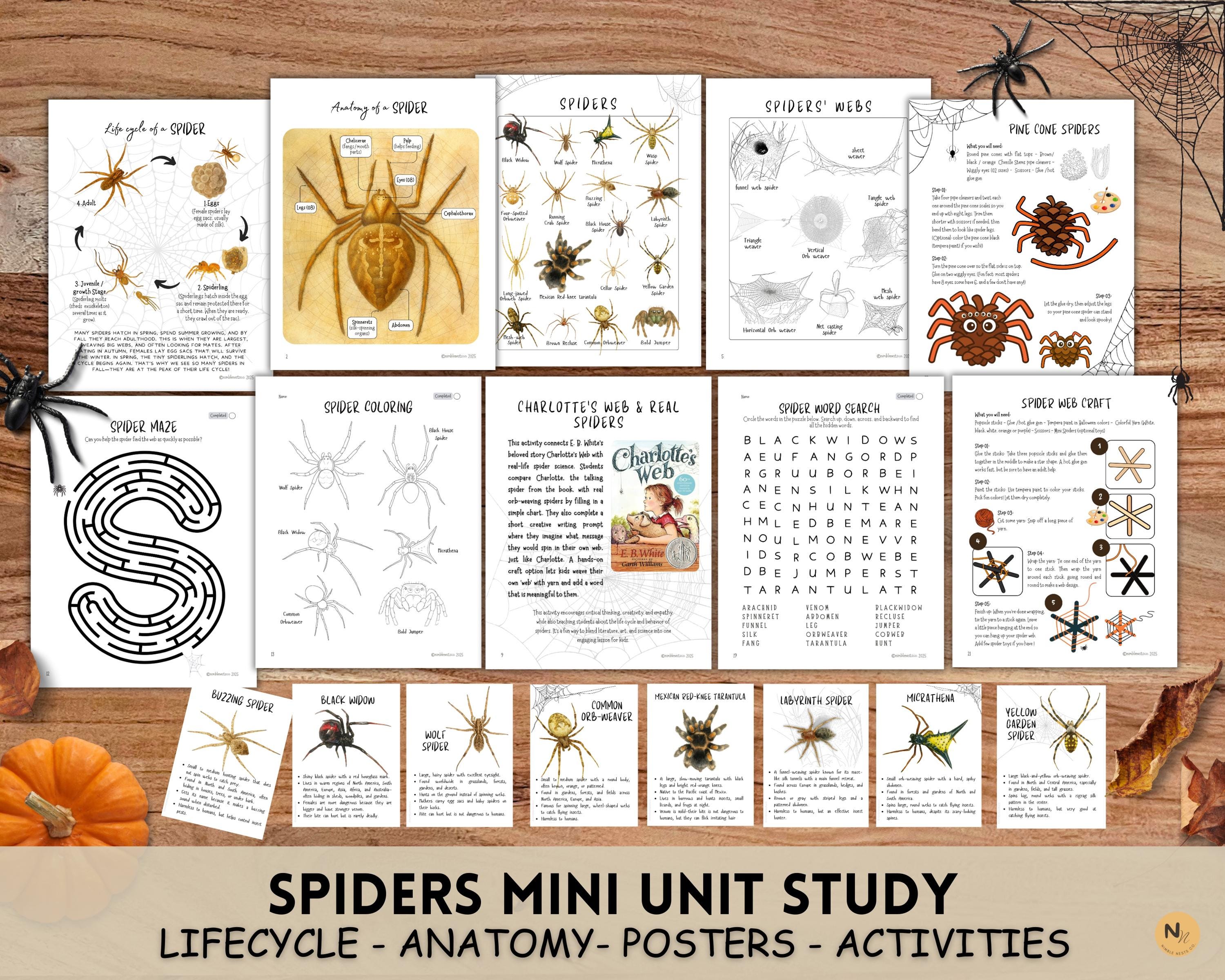 Spider Unit Study: Anatomy, Lifecycle, Webs, Craft, Fall Unit, Autumn ...