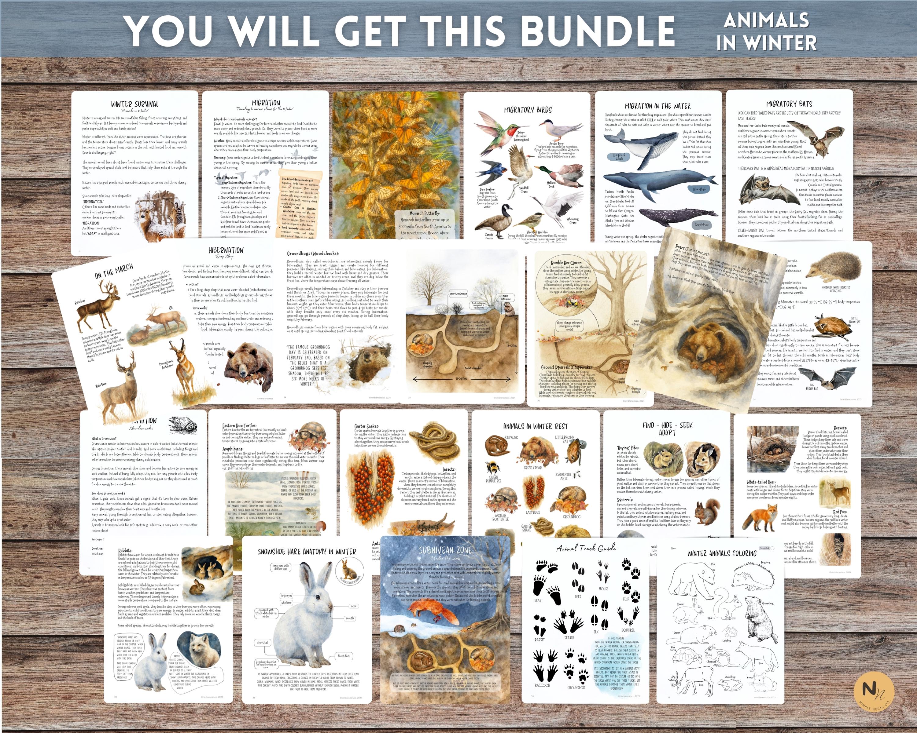 Winter Unit Study: Animals in Winter, Hibernation, Migration, Trees in ...