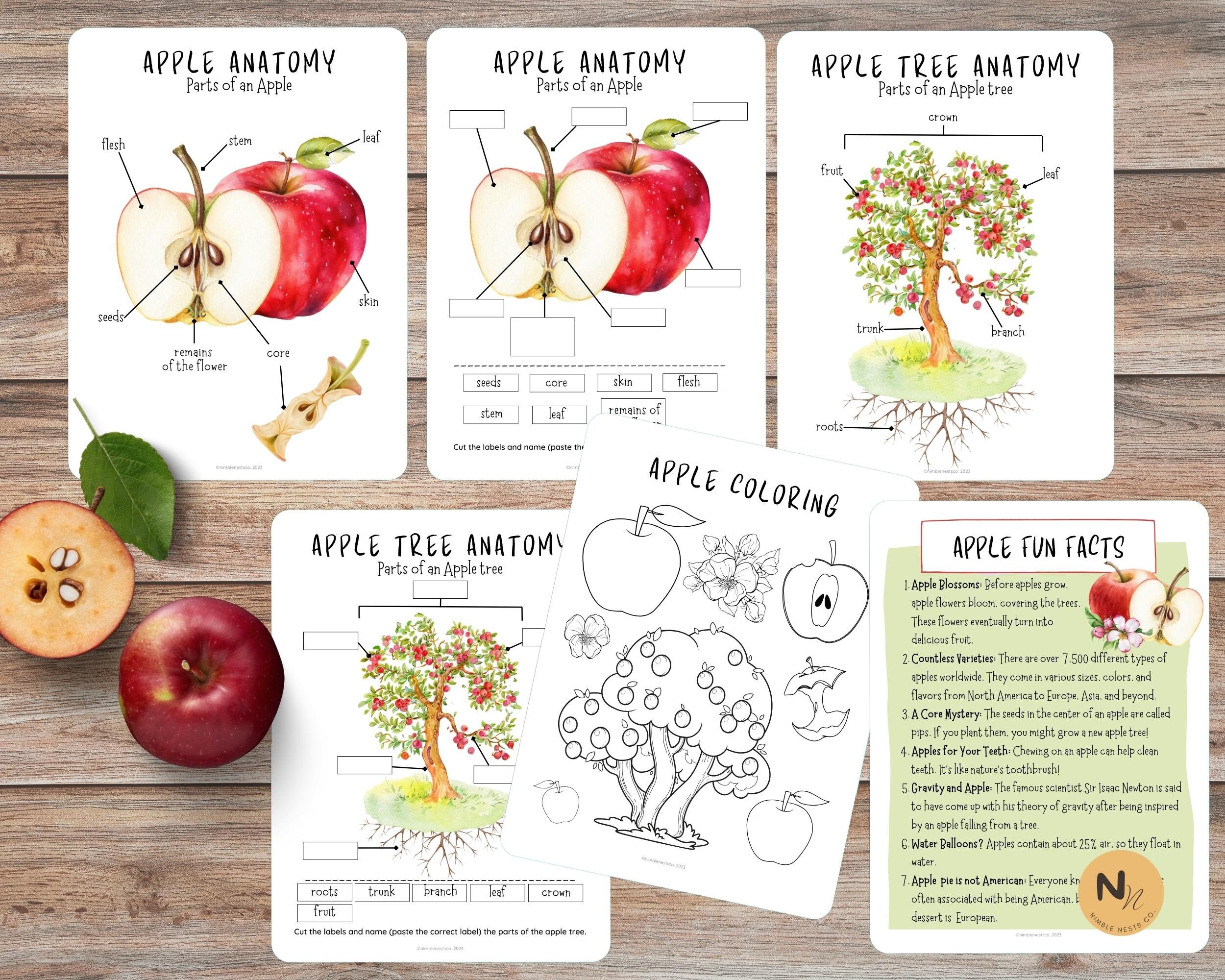 Apple Anatomy, Parts of an APPLE, Apple Mini Study, Fall Activity for ...