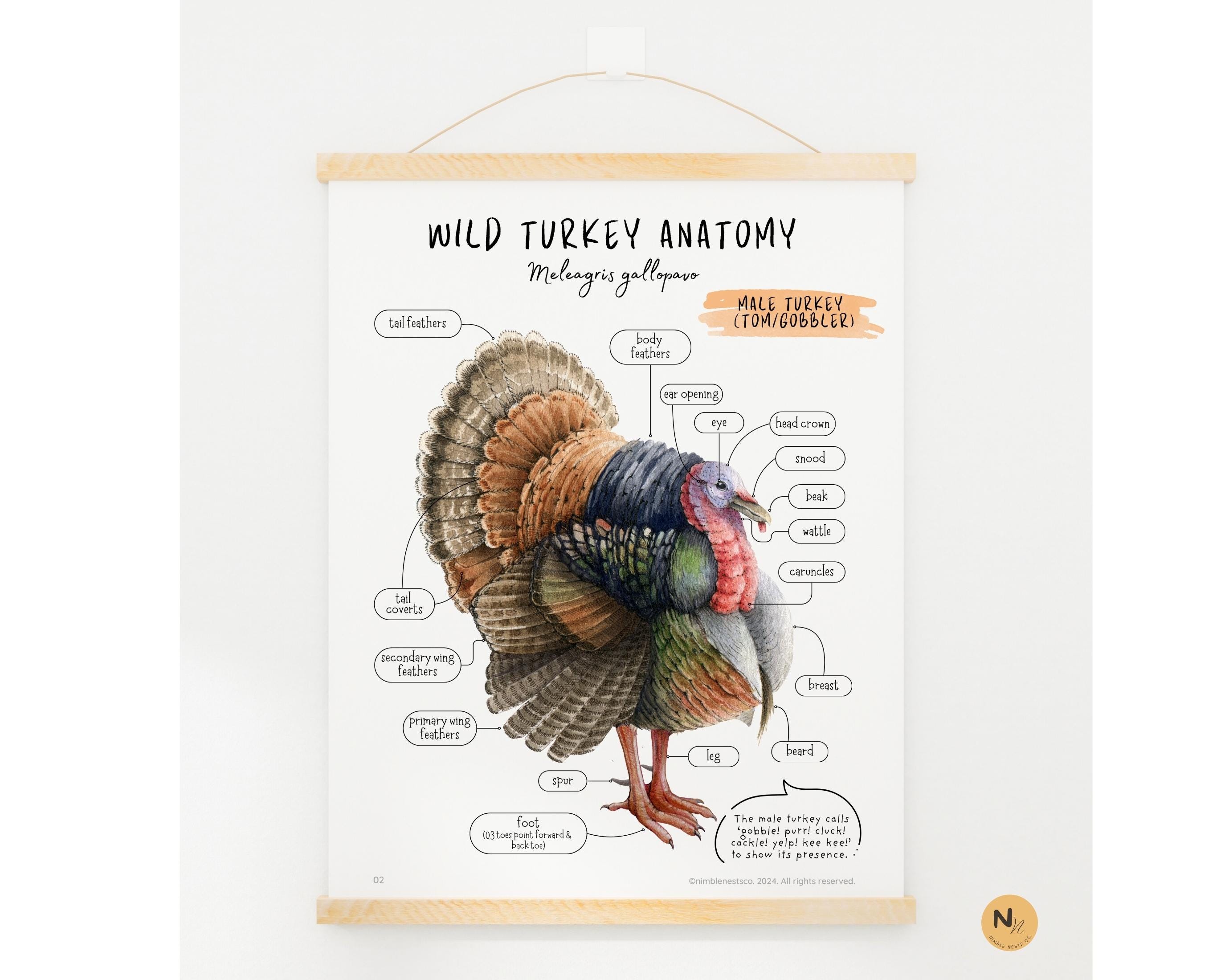 Wild Turkey Anatomy & Life Cycle Unit: Autumn Learning (PDF) - Etsy