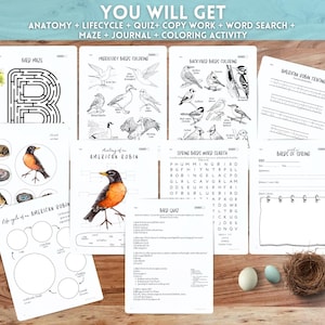 Bird Unit Study: Anatomy, Life Cycle, Backyard Birds (PDF) - Etsy