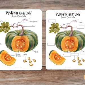 Pumpkin Study, Parts of a Pumpkin, Fall Homeschool, Fall Activity ...