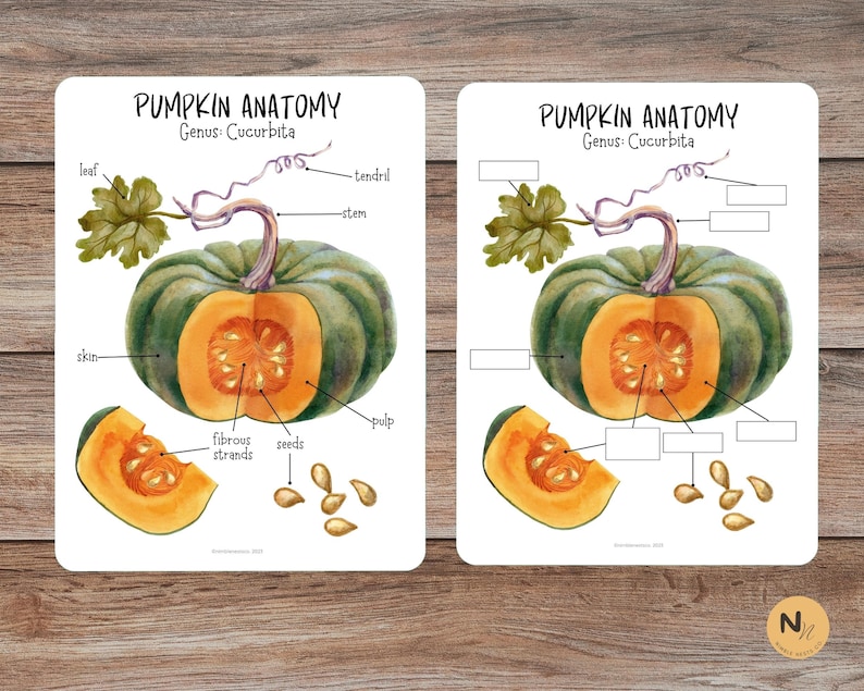 Pumpkin Study, Parts of a Pumpkin, Fall Homeschool, Fall Activity ...