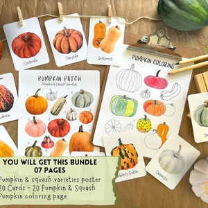 Pumpkin Cards, Squash Varieties, Fall Study Unit, Pumpkin Flash Cards ...