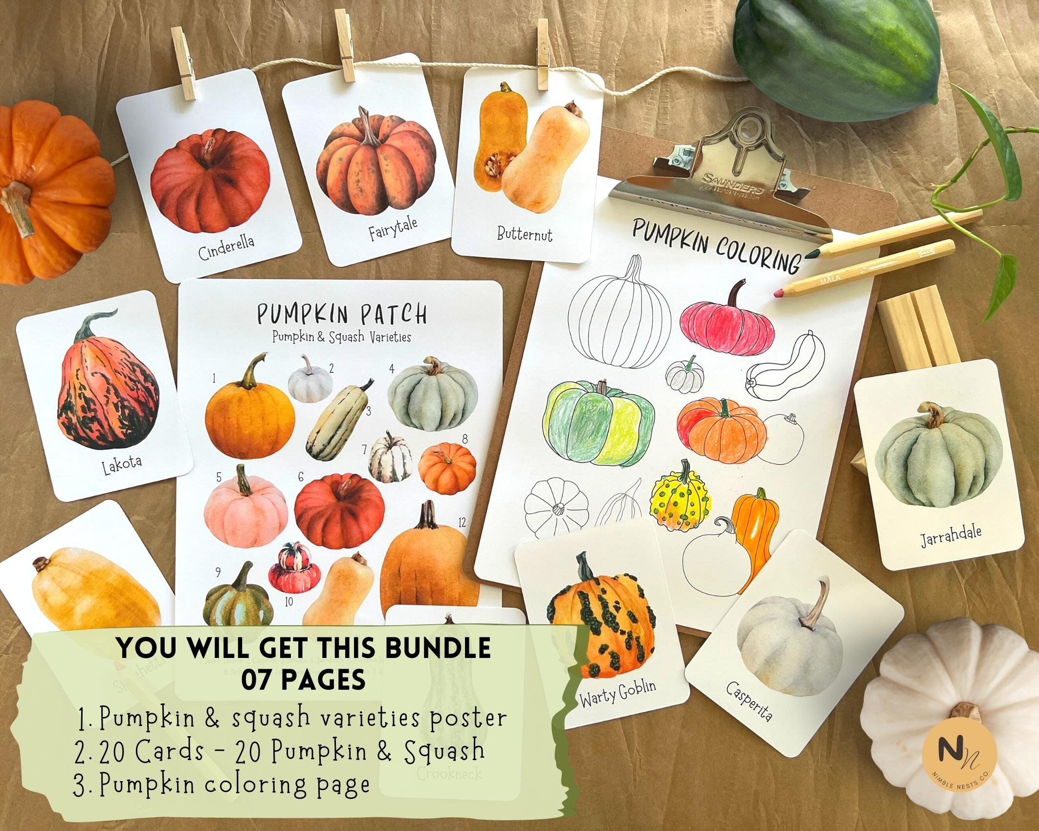 Pumpkin Cards, Squash Varieties, Fall Study Unit, Pumpkin Flash Cards ...