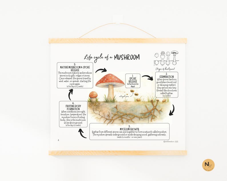 Mushroom Unit Study: Fungi Anatomy, Life Cycle, Ecology (digital ...