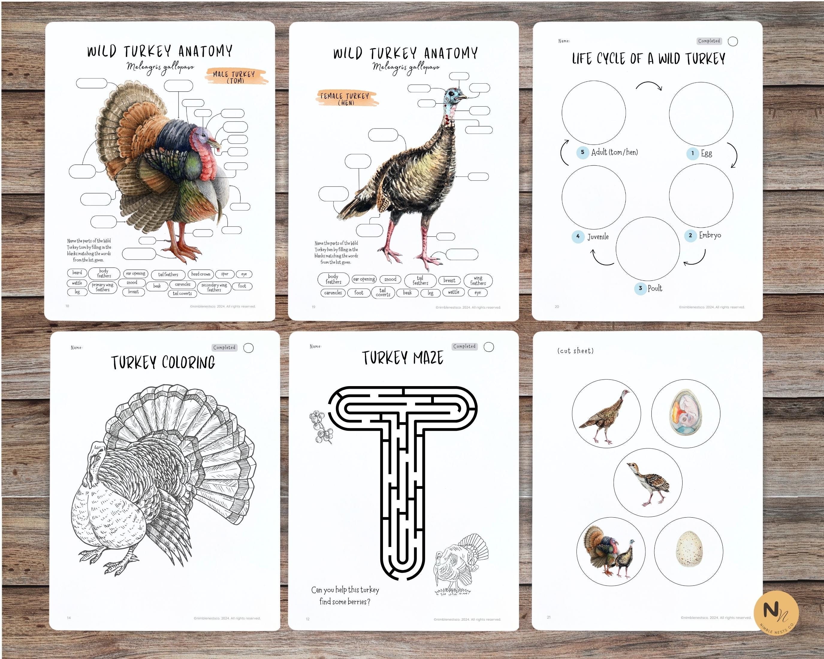 Wild Turkey Anatomy & Life Cycle Unit: Autumn Learning (PDF) - Etsy