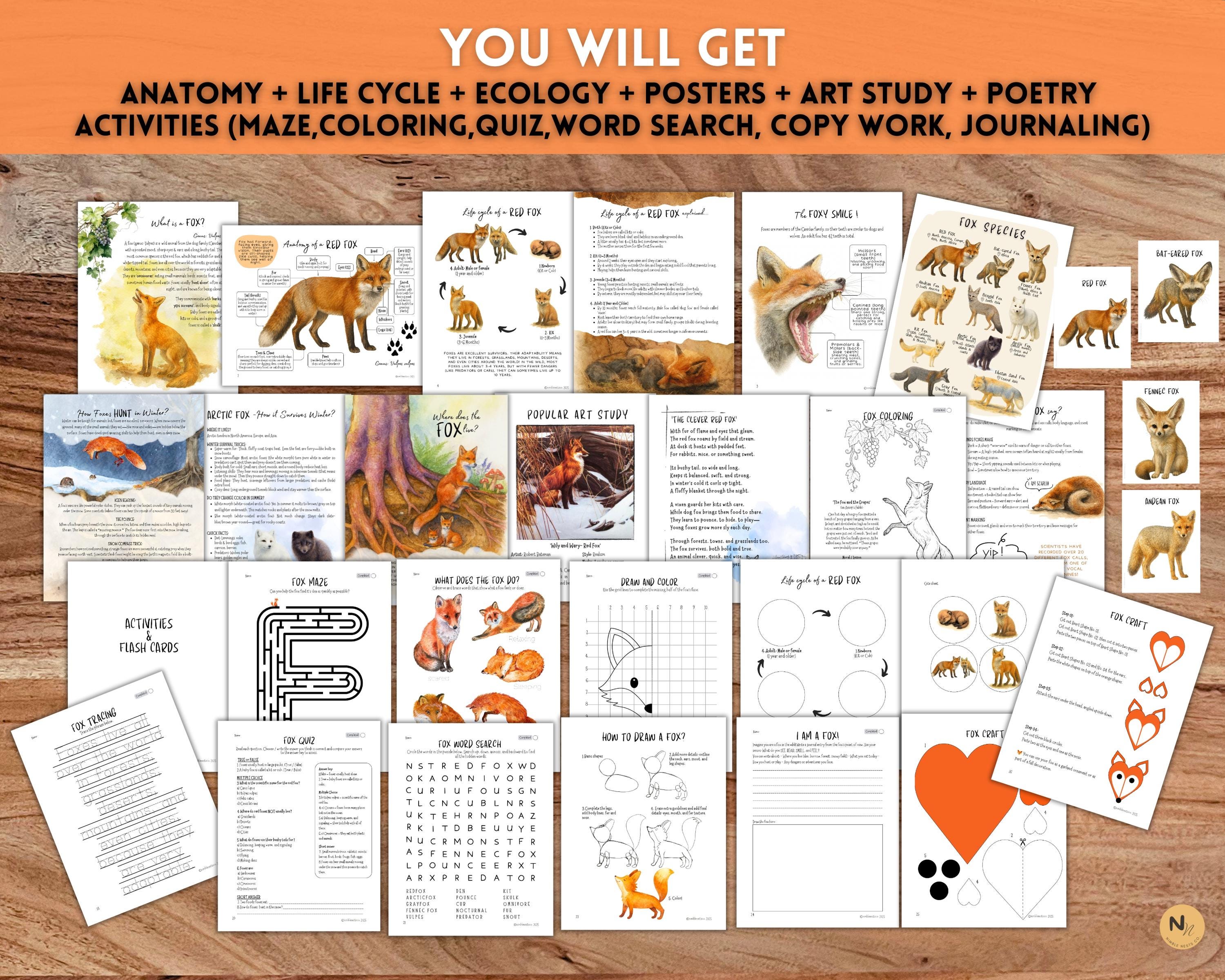 Fox Unit Study: Fox Anatomy, Red Fox Life Cycle, Fox Species Poster ...